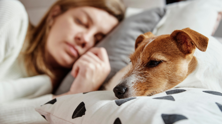 ¿Te gusta dormir con tus mascotas? – Colchones Xelix