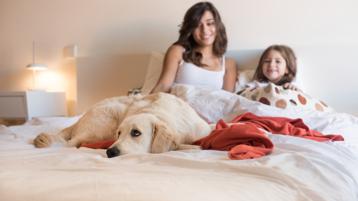 ¿Cuáles son los colchones más cómodos? – Colchones Xelix